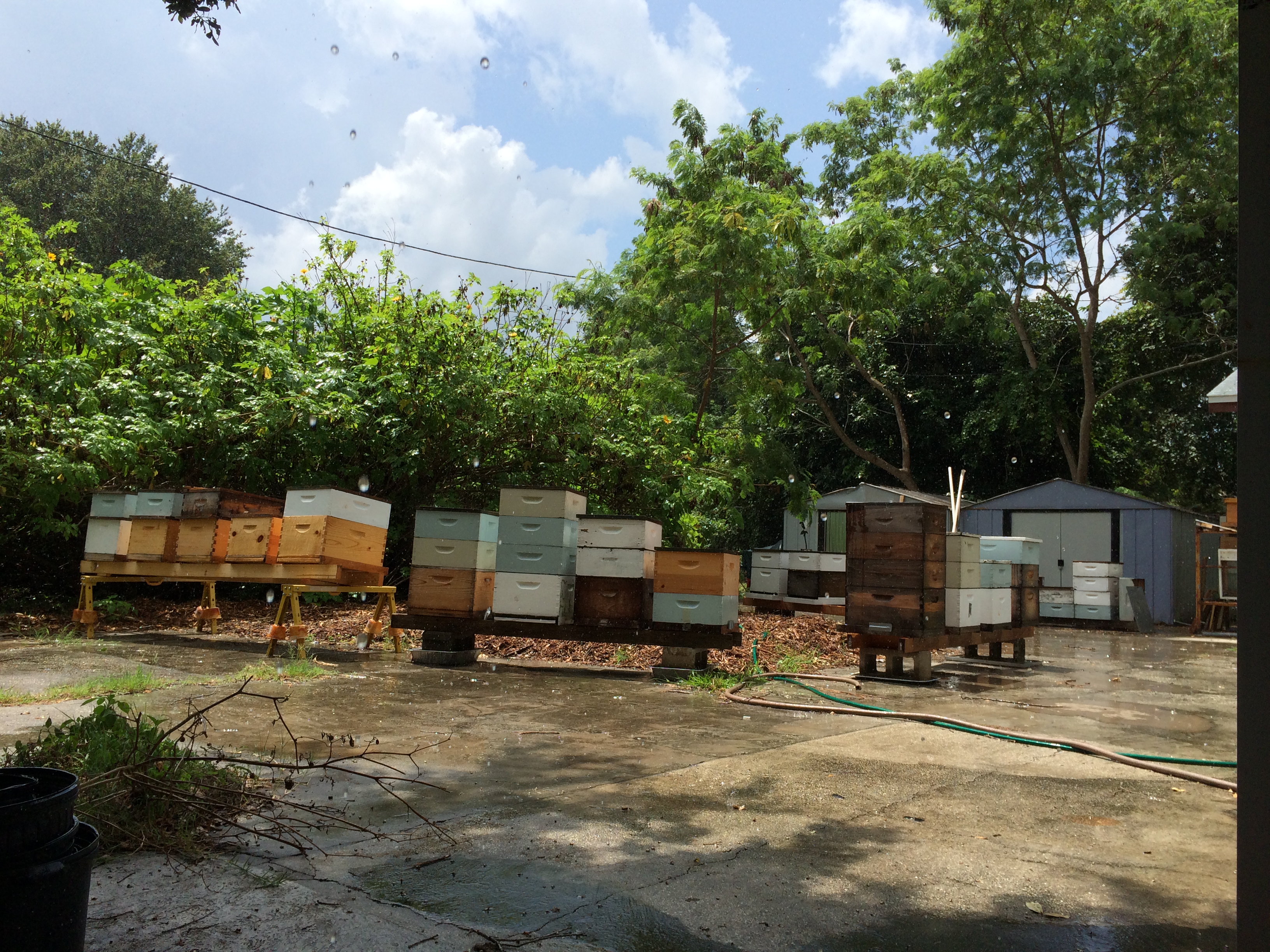 Rebecca's Bees – Learning to Bee Natural – guided by the world around ...