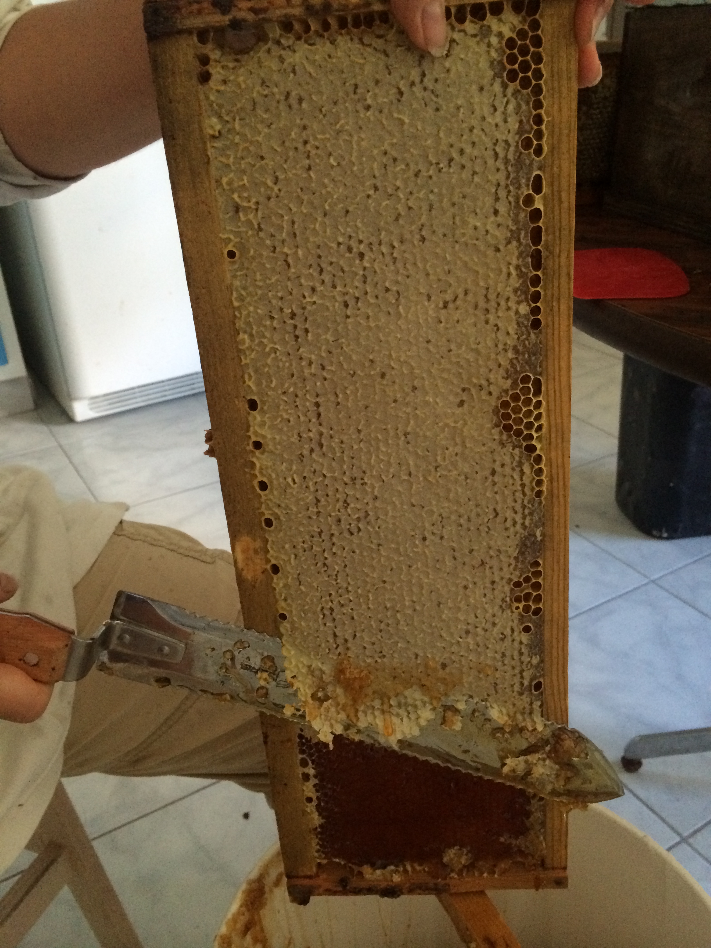 Rebecca's Bees – Learning to Bee Natural – guided by the world around ...